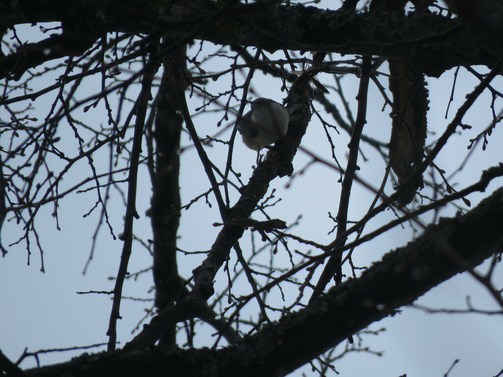 Eurasian Nuthatch from Центральный р-н, Воронеж, Воронежская обл ...