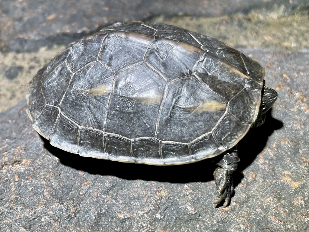Common thread turtle in February 2024 by Jake Smith · iNaturalist