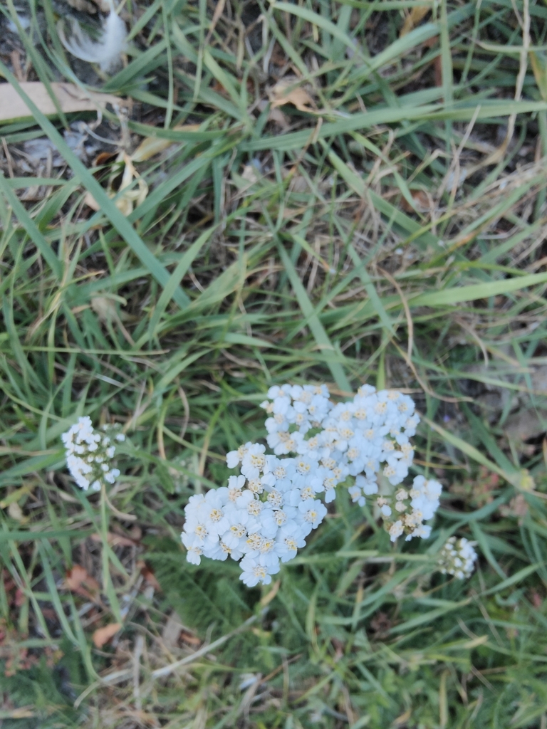common yarrow from Queenstown 9300, New Zealand on February 21, 2024 at ...
