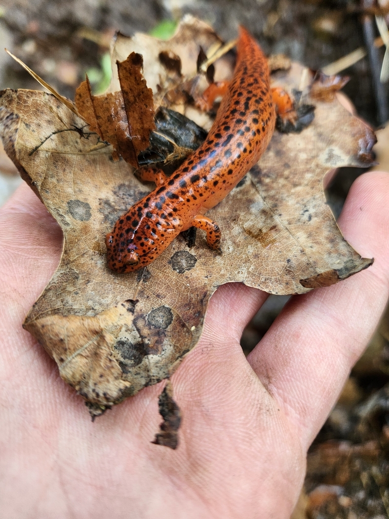 Northern Red Salamander in May 2023 by Matthew Cohen · iNaturalist