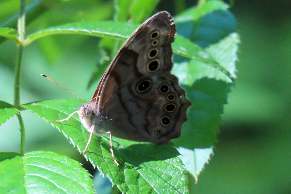 Northern Pearly-eye from Lochearn, Baltimore, MD, USA on June 16, 2021 ...
