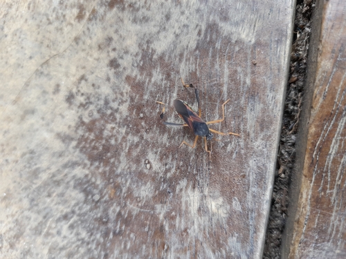 Stenoscelidea blotei · iNaturalist Chile