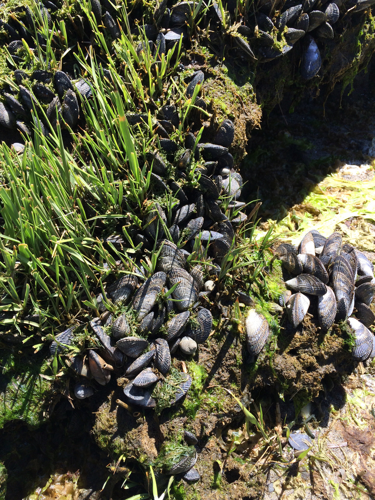 Atlantic Ribbed Mussel from 02818, Warwick, RI, US on April 30, 2016 at ...