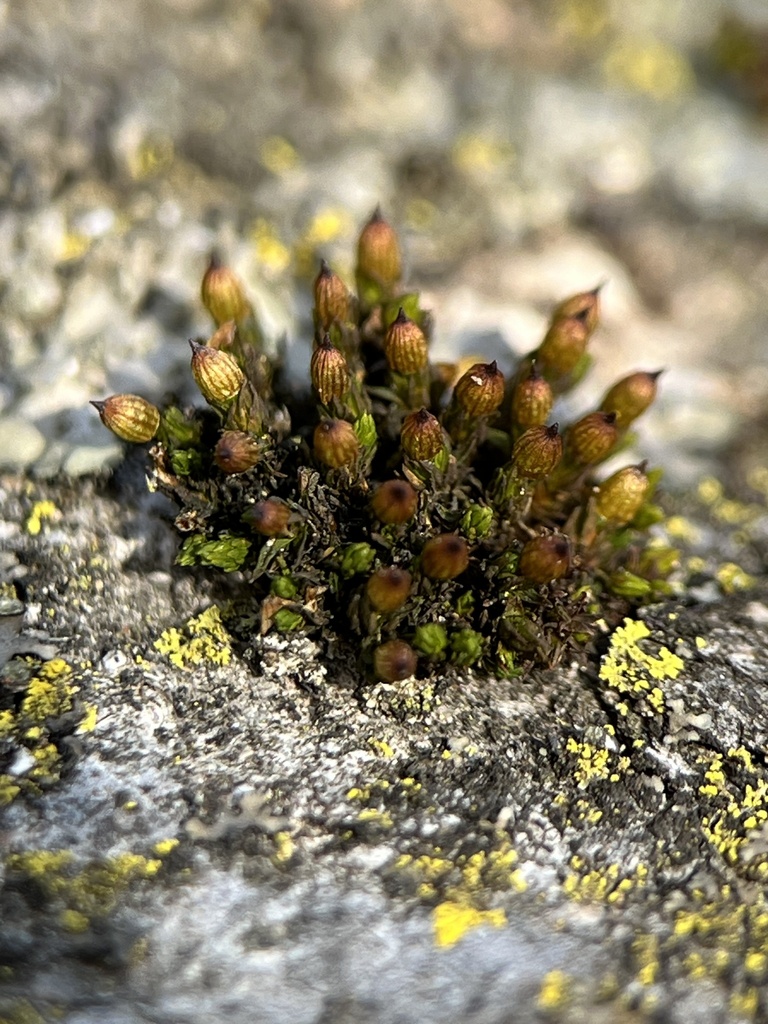 Starry Bristle Moss from Glenwood Gardens, Woodlawn, OH, US on February ...