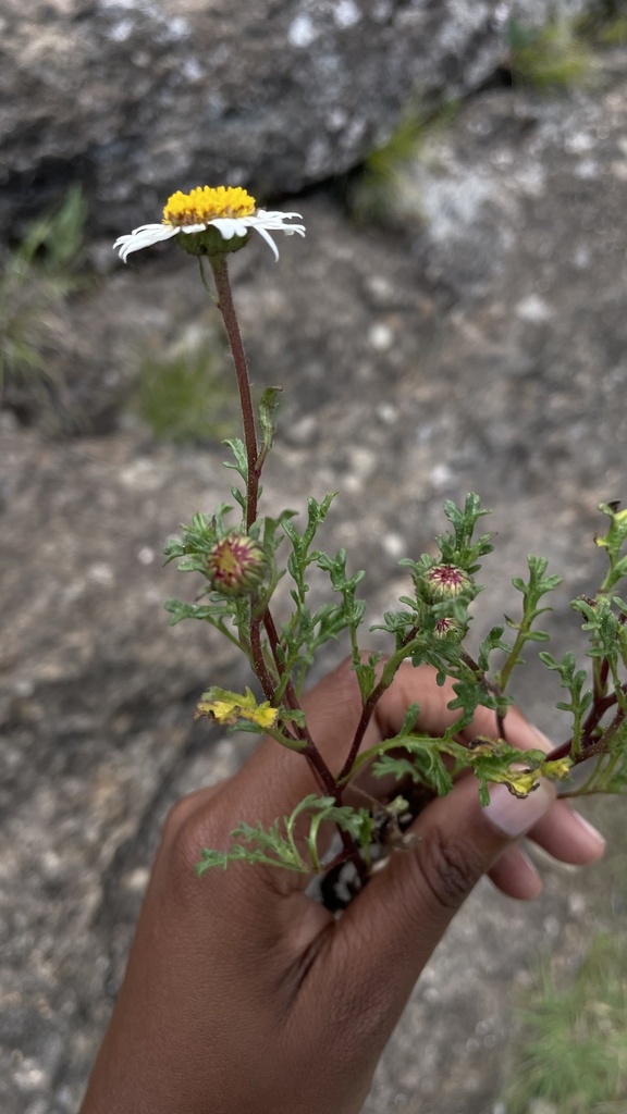 Afroaster erucifolius from Maluti A Phofung, Qwa-Qwa, FS, ZA on ...