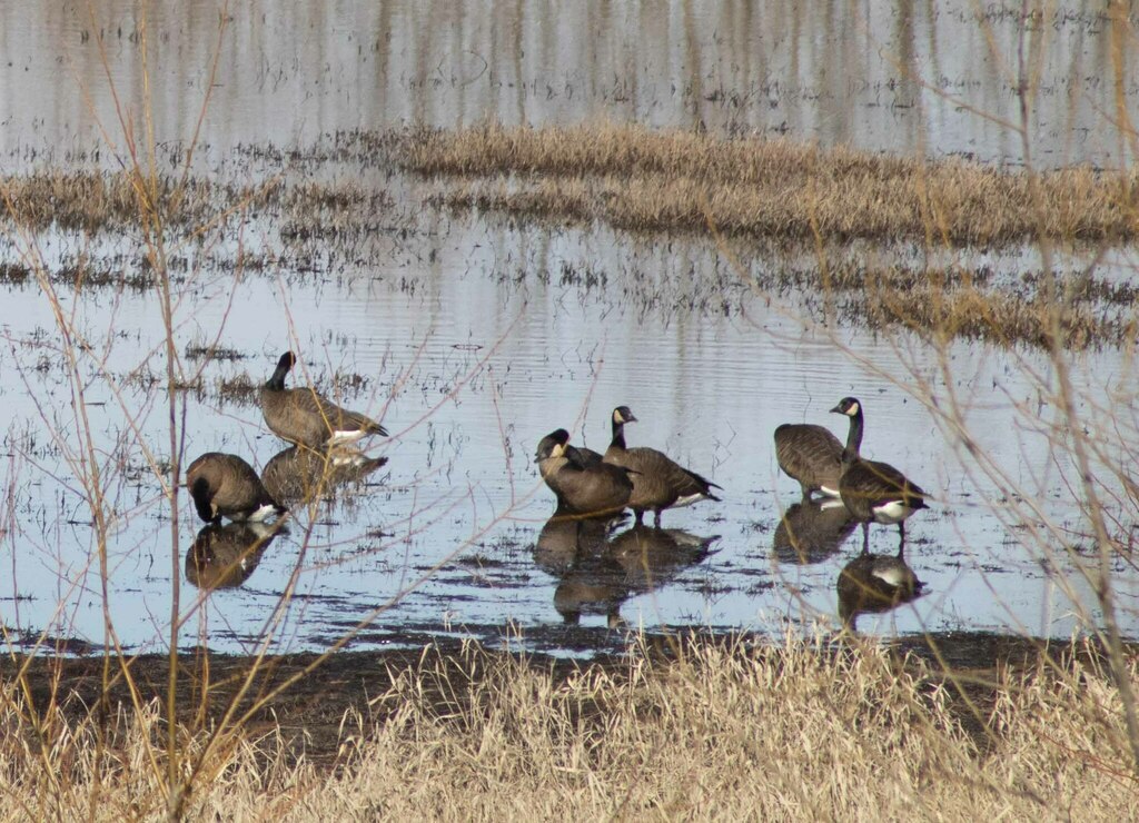 Canada Goose from Multnomah County, OR, USA on February 19, 2024 at 04: ...
