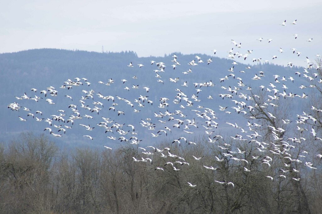 Snow Goose from Columbia County, OR, USA on February 19, 2024 at 06:55 ...