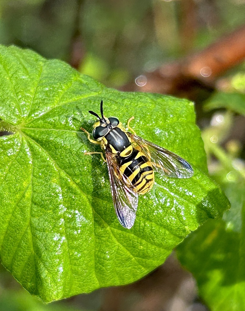 Meadow Flies from Hawk Hill, Sausalito, CA, US on February 21, 2024 at ...