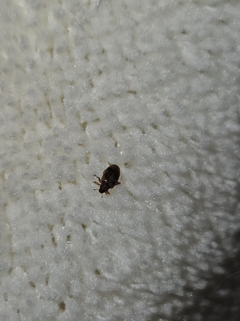 Flea Weevils from Columbia-Tusculum, Cincinnati, OH, USA on October 27 ...