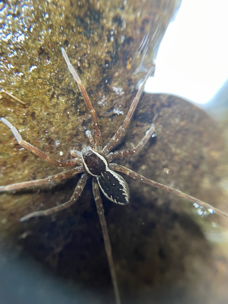 Fishing Spiders from North Island, Donnellys Crossing, Northland, NZ on ...