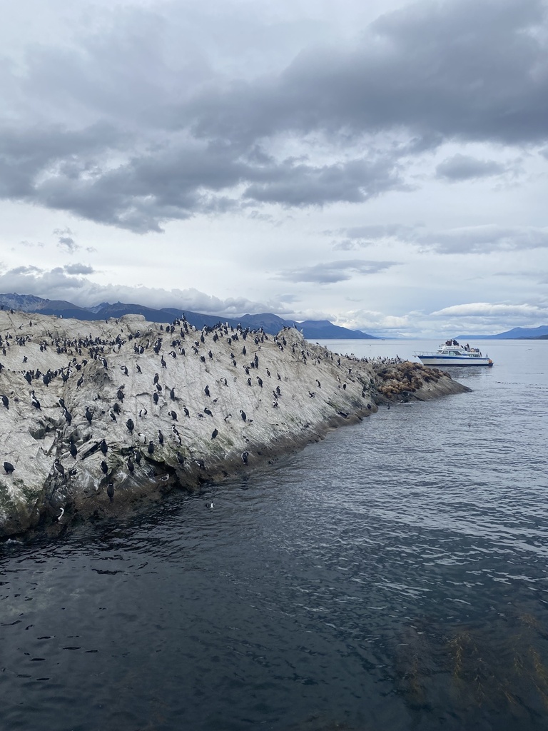 Imperial Shag from Canal Beagle, Tierra del Fuego, AR on February 21 ...