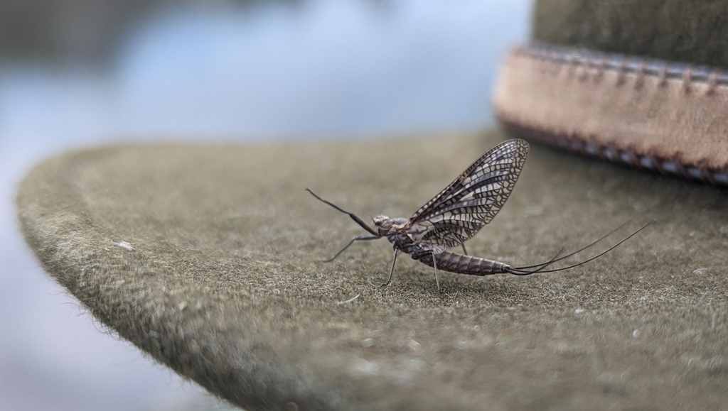 Prong-gilled Mayflies from Greenlands NSW 2631, Australia on 12 January ...