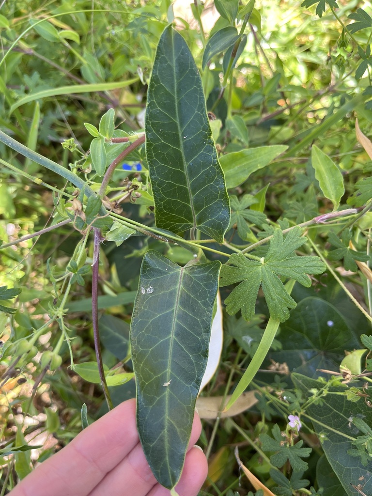 Moth Vine from Beowa National Park, Eden, NSW, AU on February 22, 2024 ...