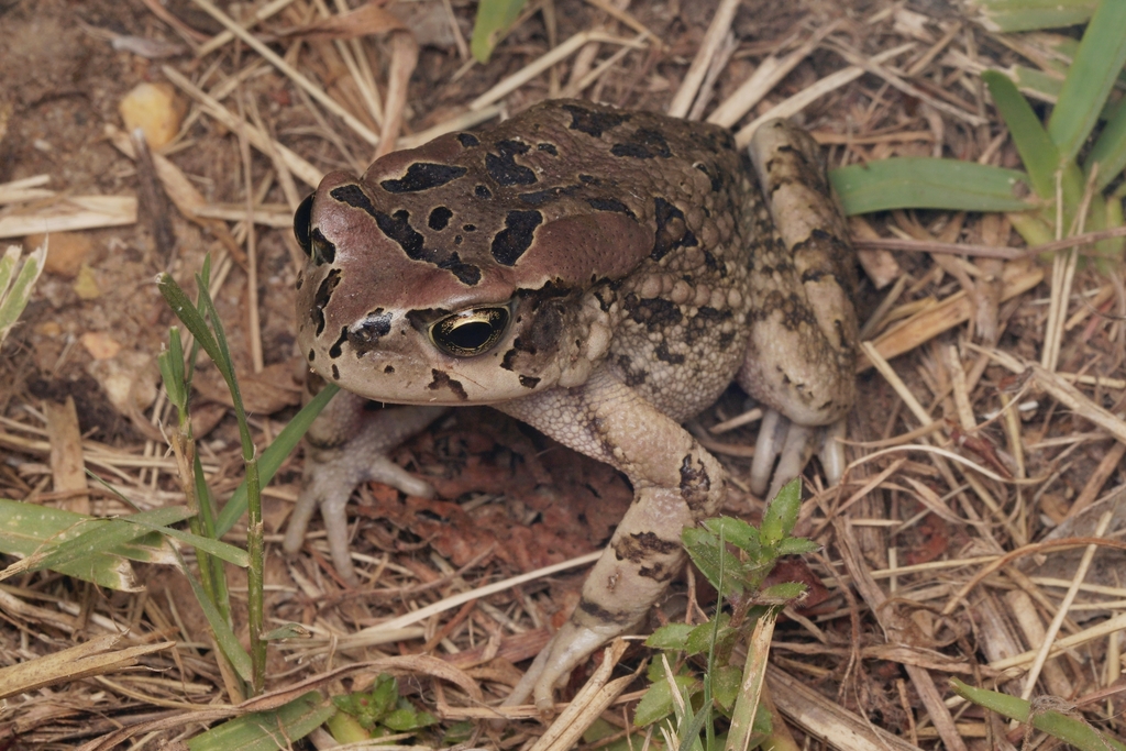 Raucous Toad from Overberg District Municipality, 남아프리카 공화국 on February ...