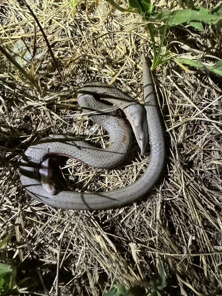 Burton's Snake-lizard from Maules Creek Rd, Tarriaro, NSW, AU on ...