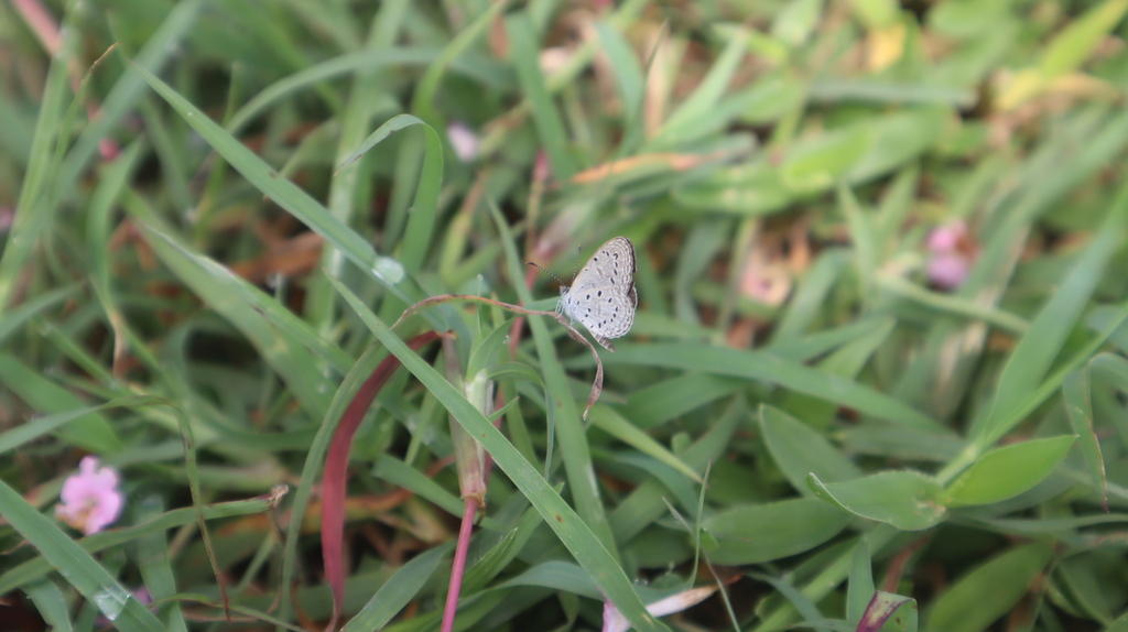 Tiny Grass Blue from Guindy, Chennai, Tamil Nadu, India on September 28 ...