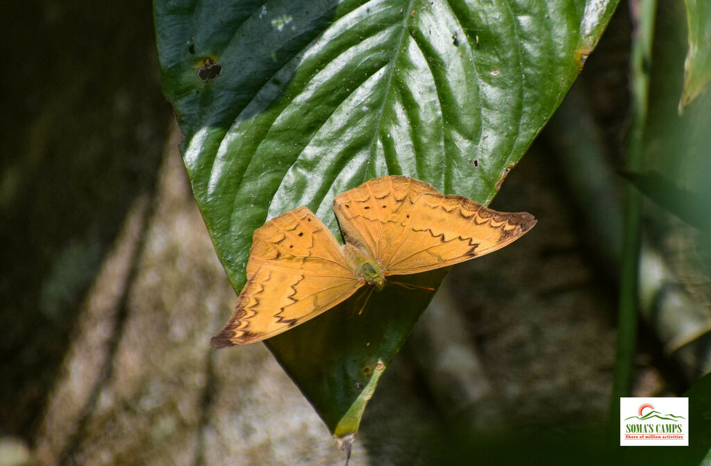 Large Yeoman from W58Q+W48 Kamlang Wildlife Sanctuary and Tiger Reserve ...