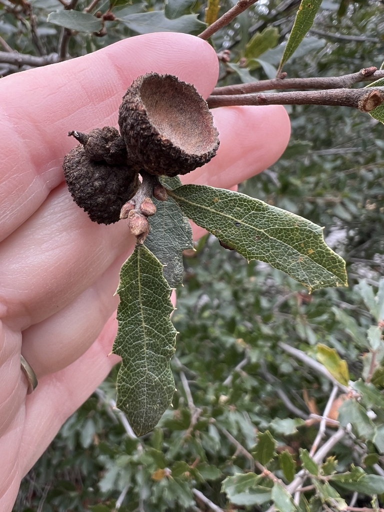 California scrub oak from Cleveland National Forest, Aguanga, CA, US on ...