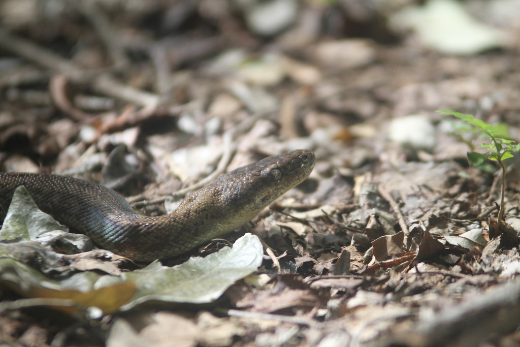 Macklot's Python from Pulau Leti, Pulau Letti, Maluku Barat Daya ...
