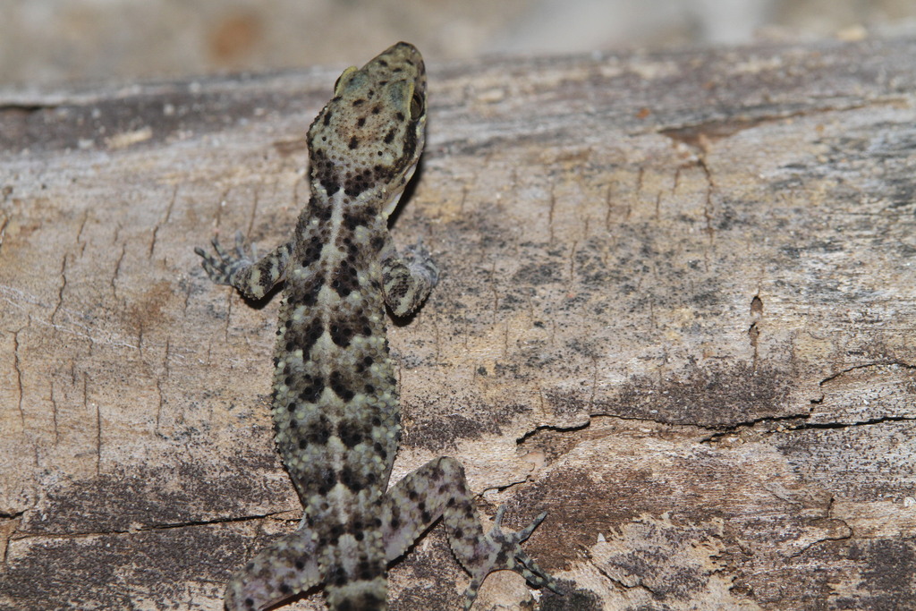 Wetar Bent-toed Gecko from Pulau Leti, Pulau Letti, Maluku Barat Daya ...