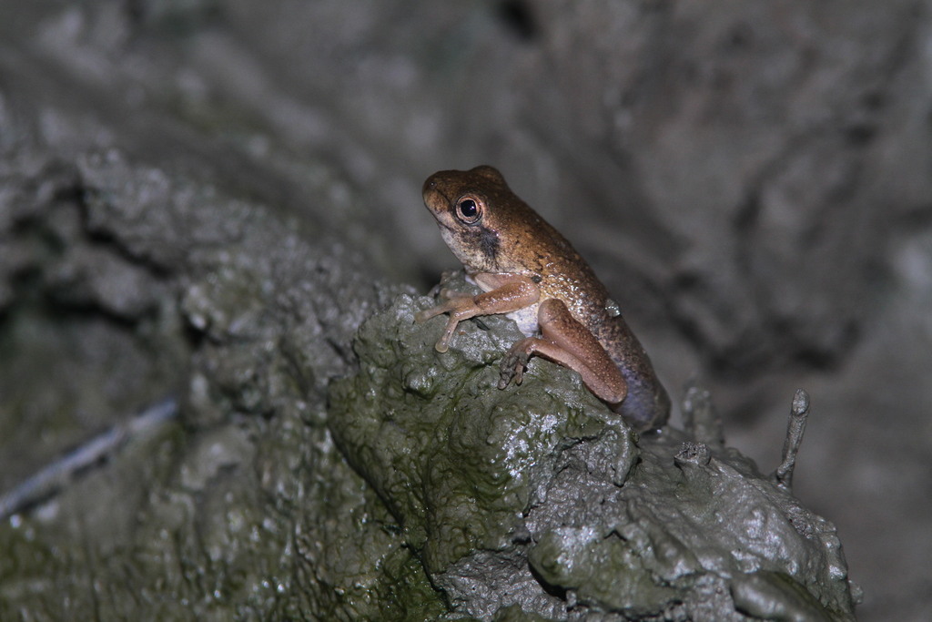 Frogs and Toads from Pulau Leti, Pulau Letti, Maluku Barat Daya Regency ...