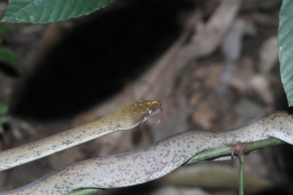 Macklot's Python from Pulau Leti, Pulau Letti, Maluku Barat Daya ...