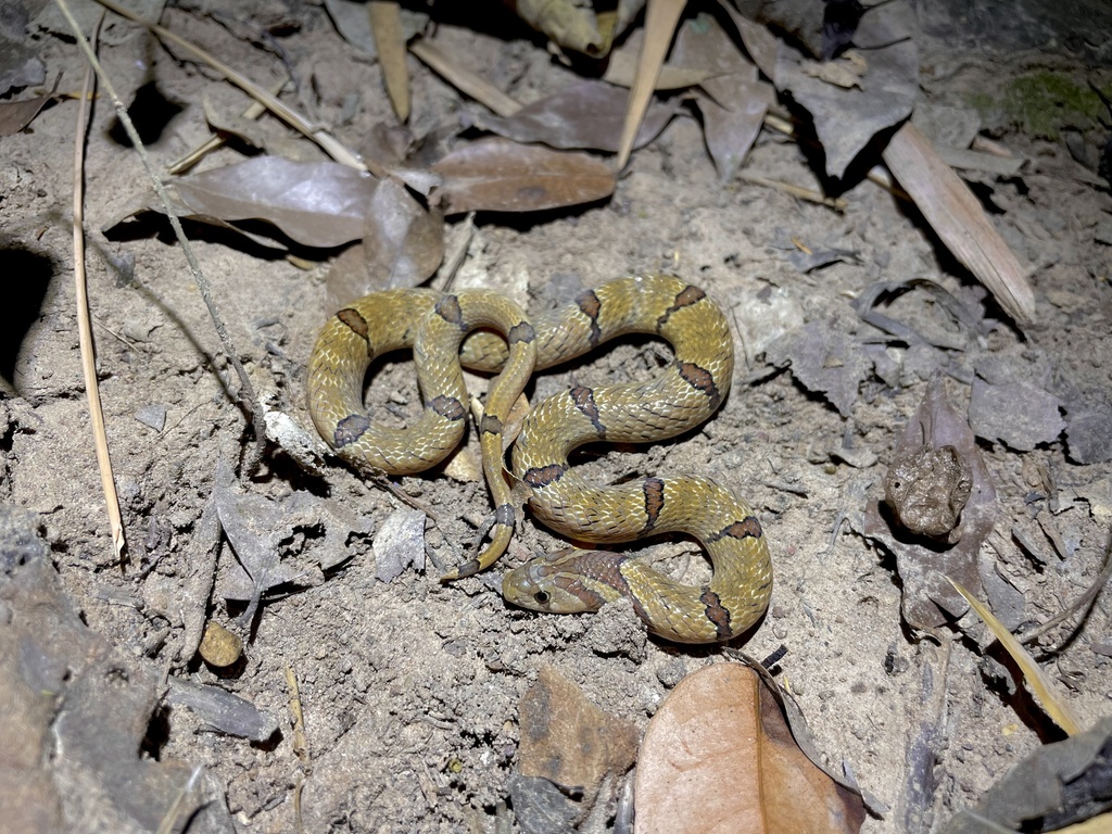 Small-banded Kukri Snake from Kaeng Krachan National Park, Kaeng ...