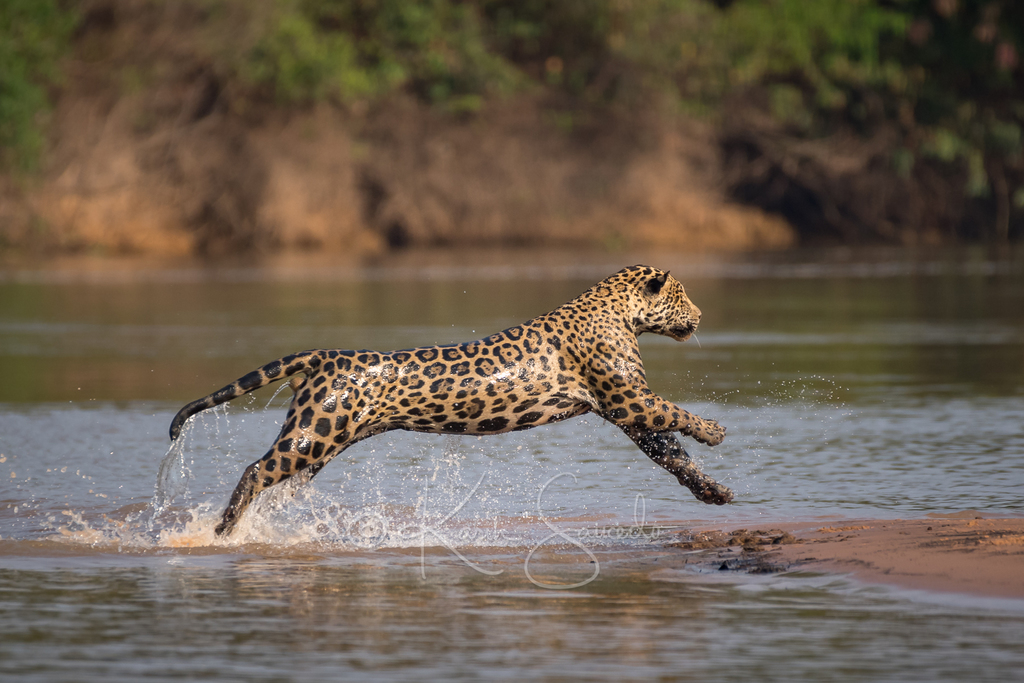 Jaguar (Panthera onca) - Know Your Mammals