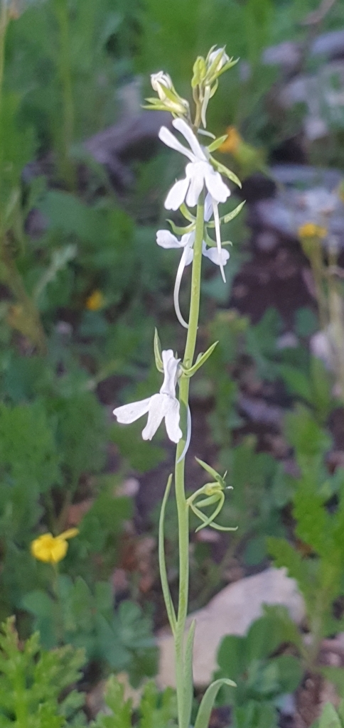 White Toadflax from חיפה, ישראל on February 22, 2024 at 05:29 PM by nir ...