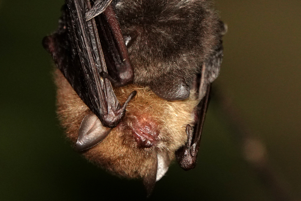 Woolly Bats in February 2024 by Carol Kwok · iNaturalist
