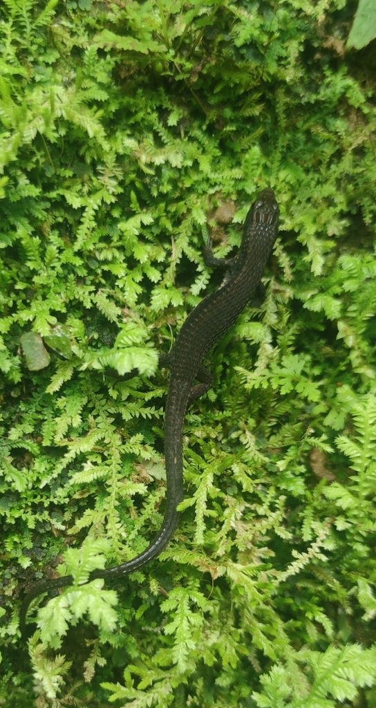 Peraca's Shade Lizard from Piñas, EC-EO, EC on February 22, 2024 at 11: ...