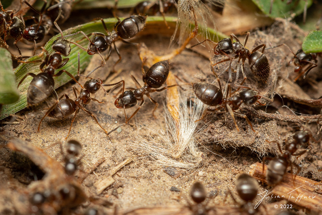 Black Garden Ant Queen