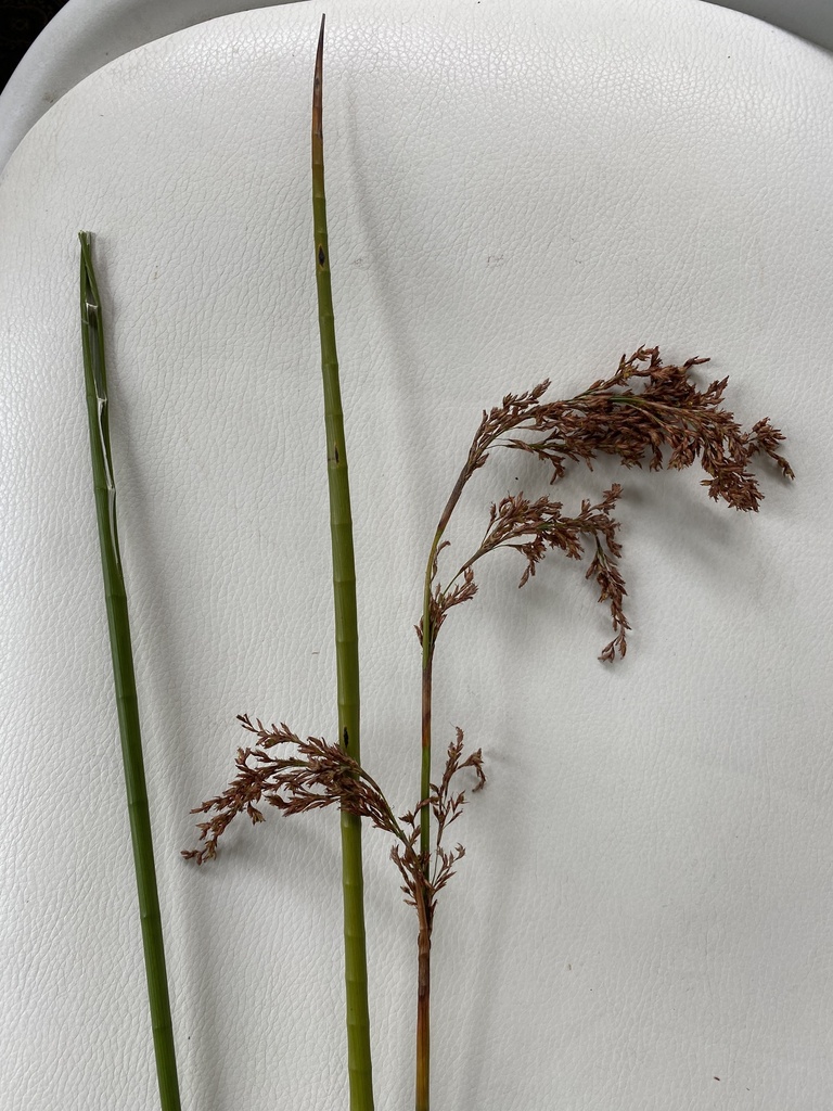 Jointed twig rush from Te Ika-a-Māui/North Island, Waikanae, Wellington ...