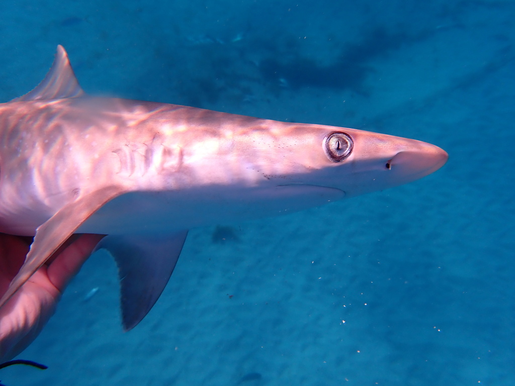 Caribbean Sharpnose Shark from Anse de Grande Saline, Saint-Barthélemy ...