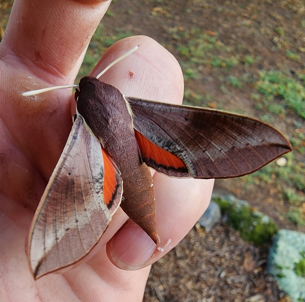 Coprosma Hawk Moth from Gundowring VIC 3691, Australia on February 23 ...