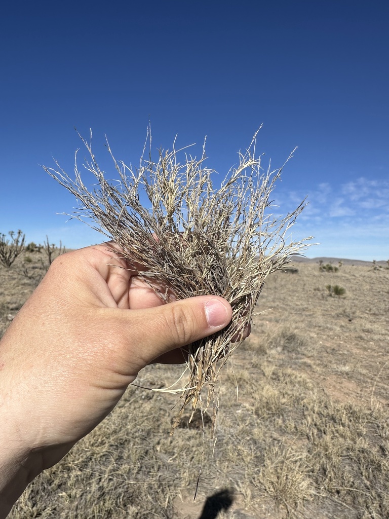 Muhlenbergia repens in February 2024 by Will Britton · iNaturalist
