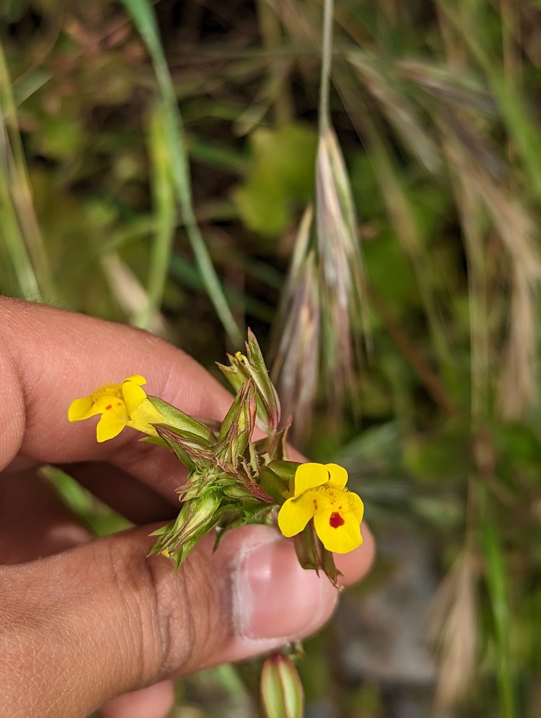 shy monkeyflower from San Benito County, CA, USA on May 7, 2023 at 01: ...