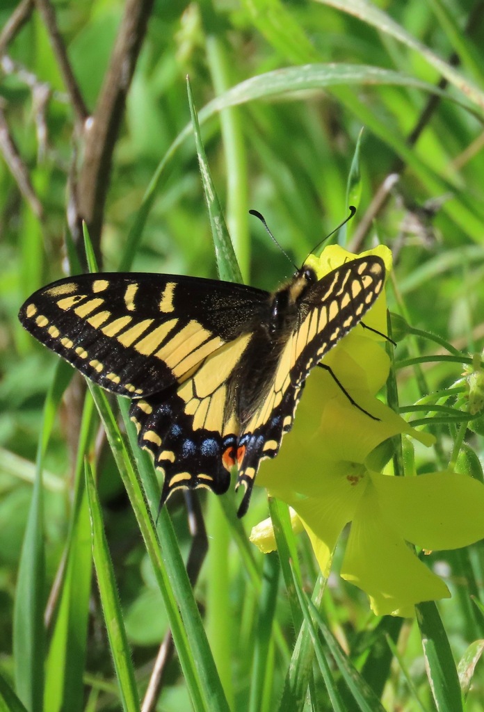 Anise Swallowtail from Avila Beach, CA, USA on February 22, 2024 at 11: ...