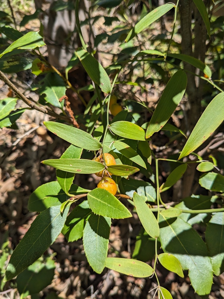 Wombat Berry from Rathdowney QLD 4287, Australia on February 22, 2024 ...