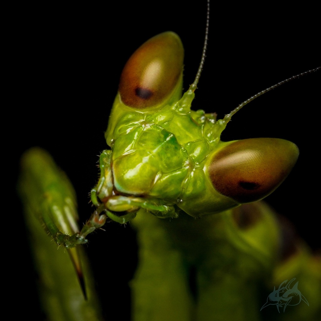 Jeweled Flower Mantis from Lantau Island, Hong Kong SAR, CN on October ...
