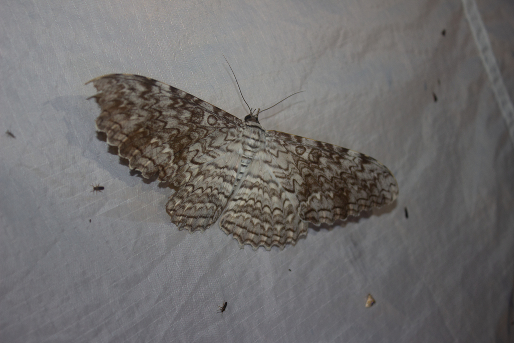 White Witch Moth from CEA (Centro Experimental Amazonico), Villagarzon ...