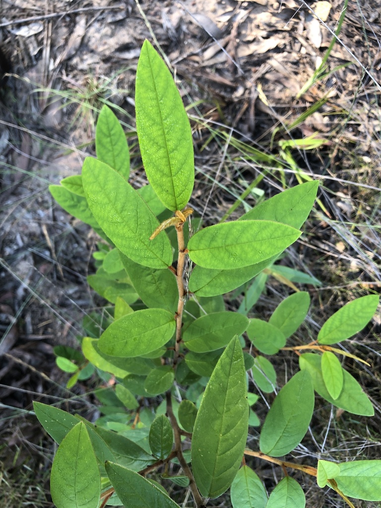 Red Ash from North Parramatta, NSW, AU on February 23, 2024 at 08:21 AM ...