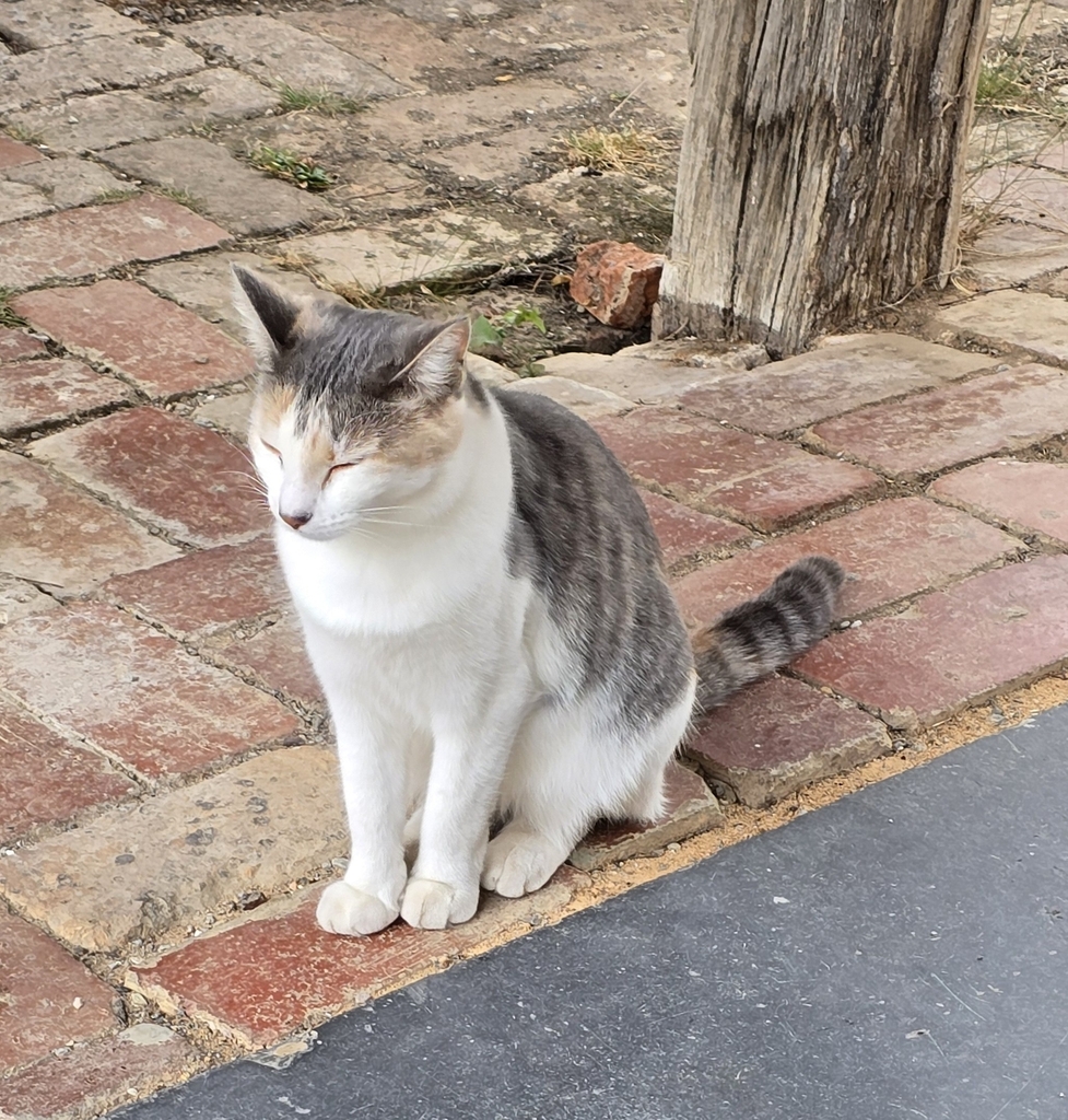 Domestic Cat from Eltham VIC 3095, Australia on February 23, 2024 at 11 ...