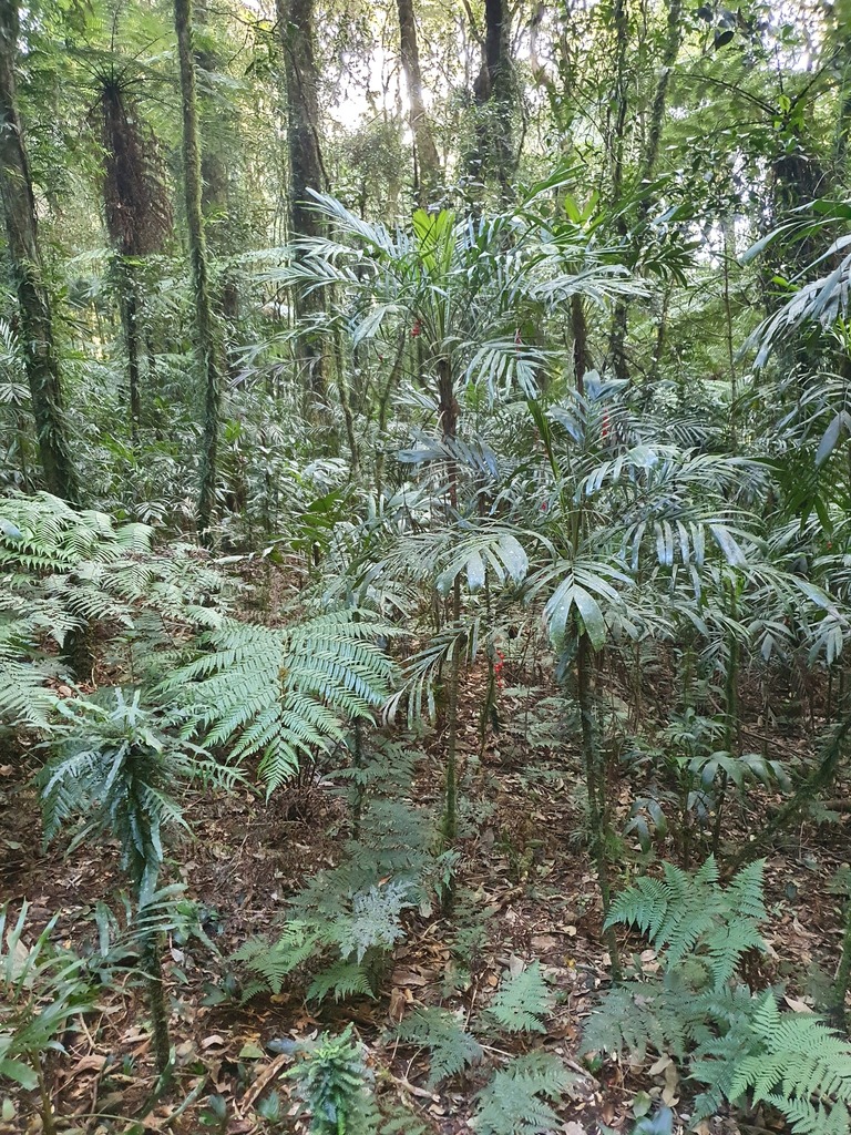 Walking stick palm from Pumpenbil NSW 2484, Australia on April 16, 2021 at 04:06 PM by Luis ...