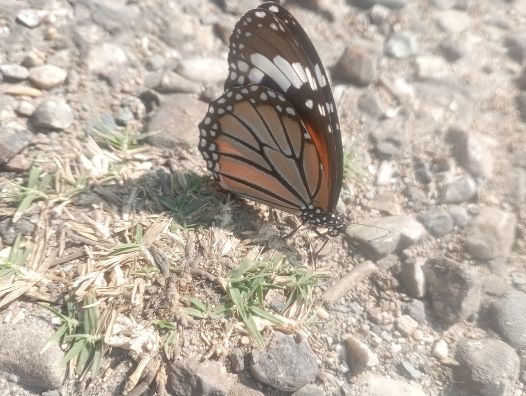 Common Tiger Butterfly from Narayani, NP-MM, NP on February 12, 2024 at ...