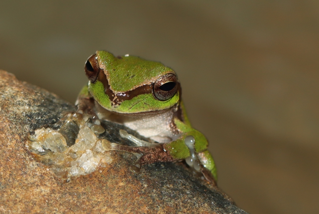 Cascade Tree Frog from Tamborine Mountain QLD 4272, Australia on ...
