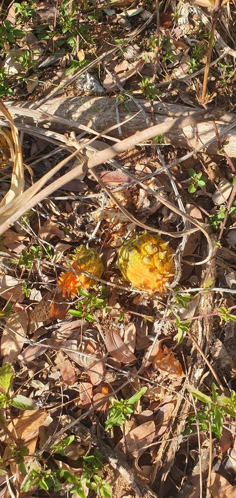 gourd family on August 23, 2023 at 10:34 AM by Melissa Forward ...