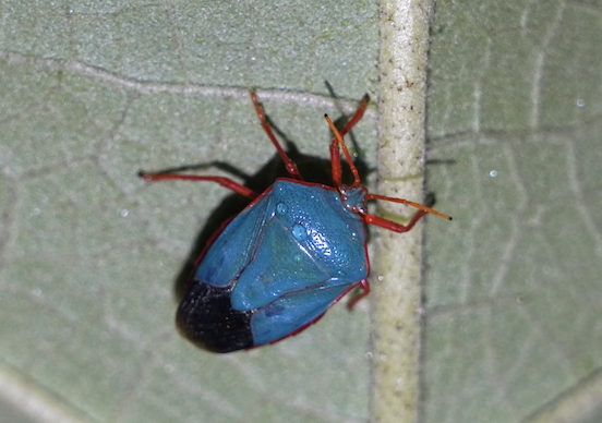 Red-bordered Stink Bug from Puntarenas Province, Osa, Costa Rica on ...