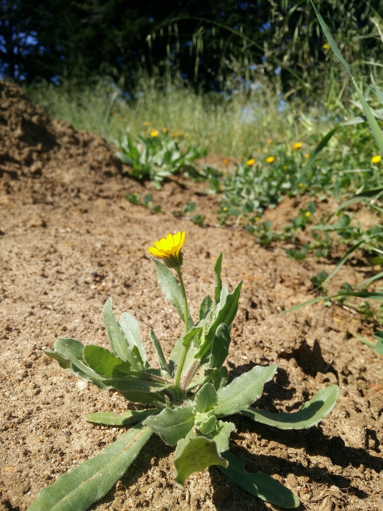 marigolds from Santa Cruz County, US-CA, US on April 30, 2016 at 10:45 ...