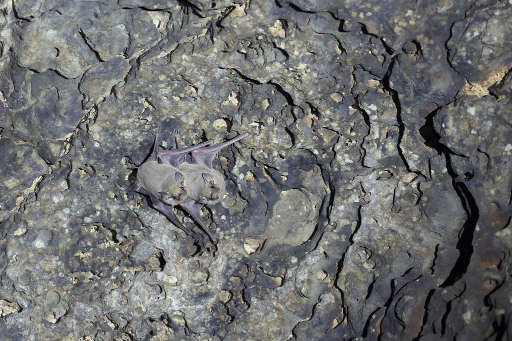 Arabian Sheath-tailed Bat from Ayn Hamran, Dhofar, Oman on February 16 ...